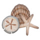 Beach Wall Art: Seashell Wood Wall Art | Bella Coastal Decor